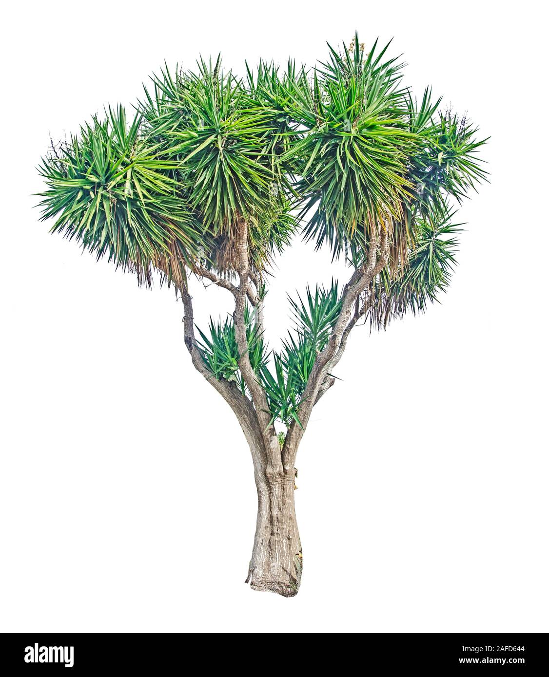 tree on white Stock Photo - Alamy