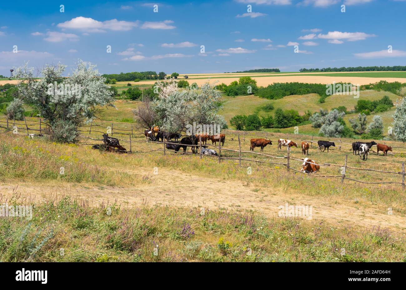 Summer landscape with open stall for cattle in Ukrainian rural area ...