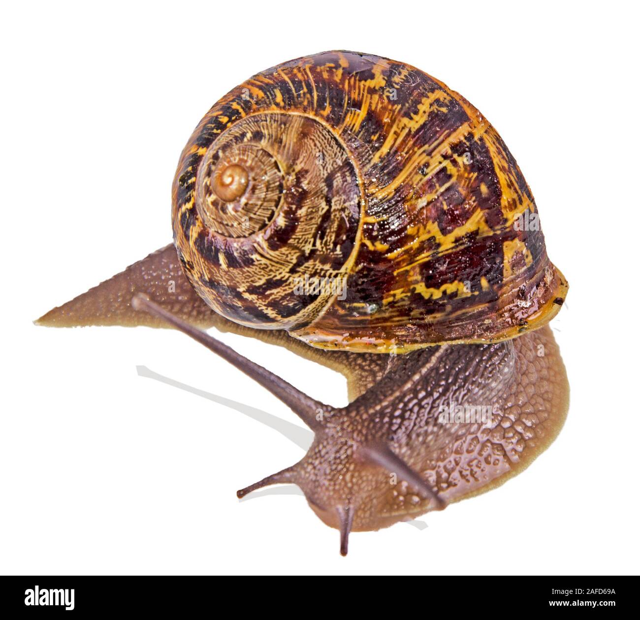 Close up of Burgundy (Roman) snail isolated on white background Stock ...