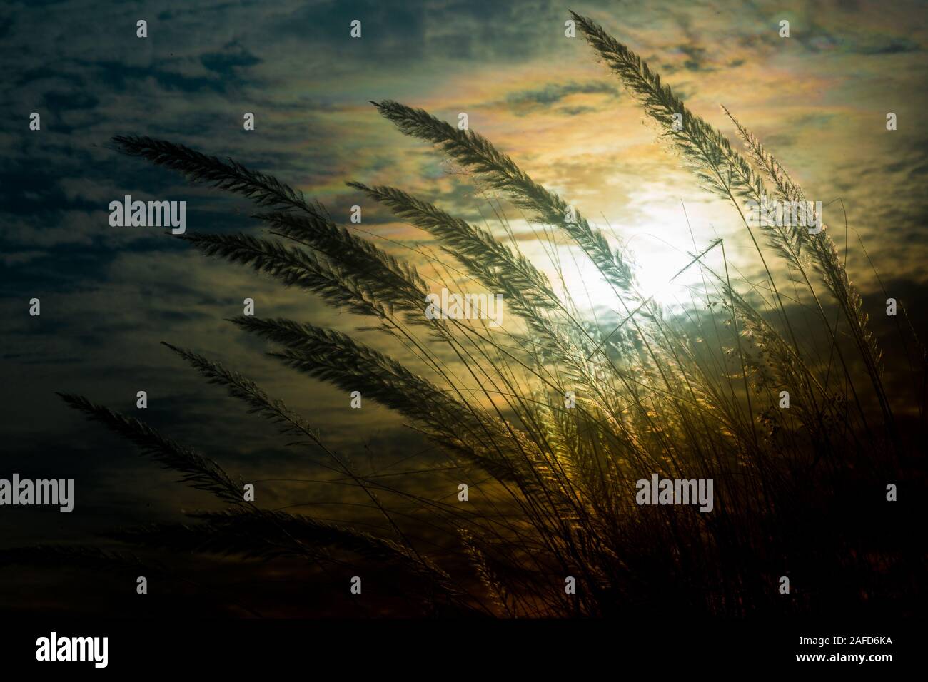 Catkin flowers, Kans grass (Saccharum spontaneum) or Kashful (in ...