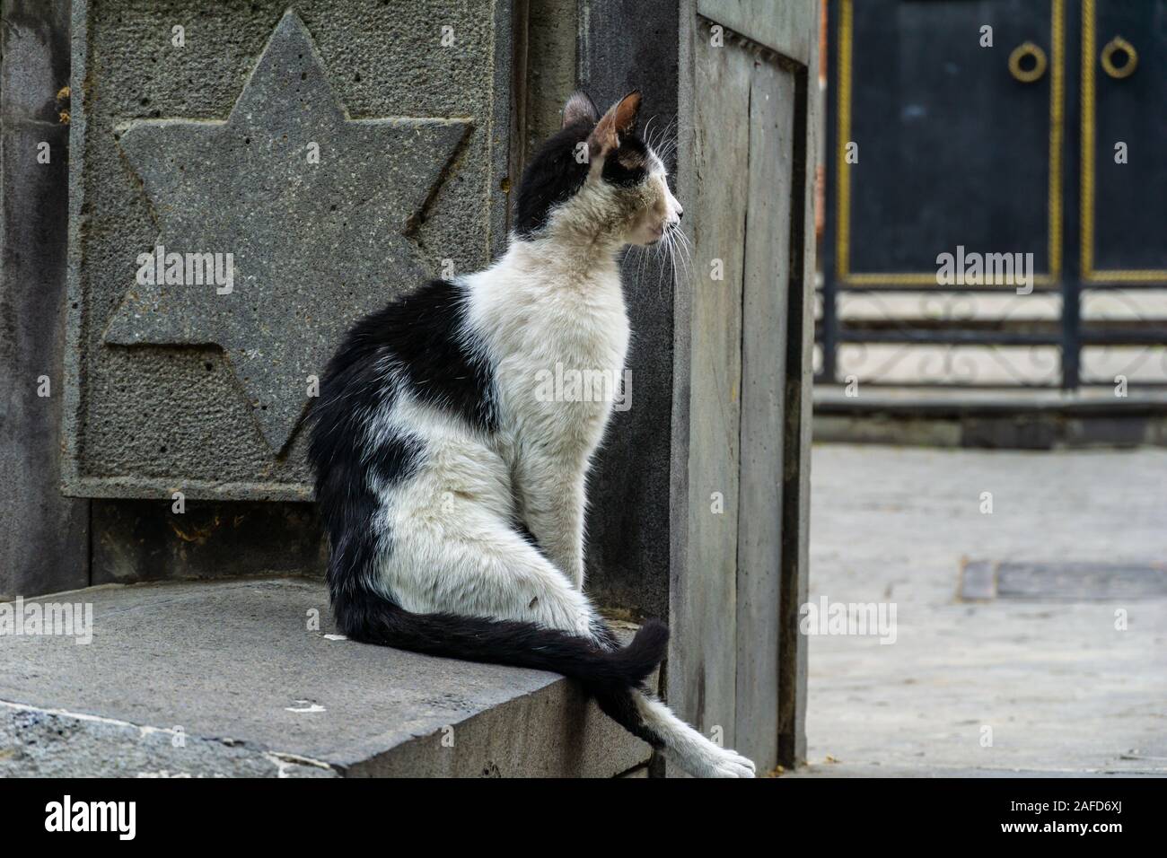 Old Stone David star and Black white Cat Safed Tsefat Israel Many ...