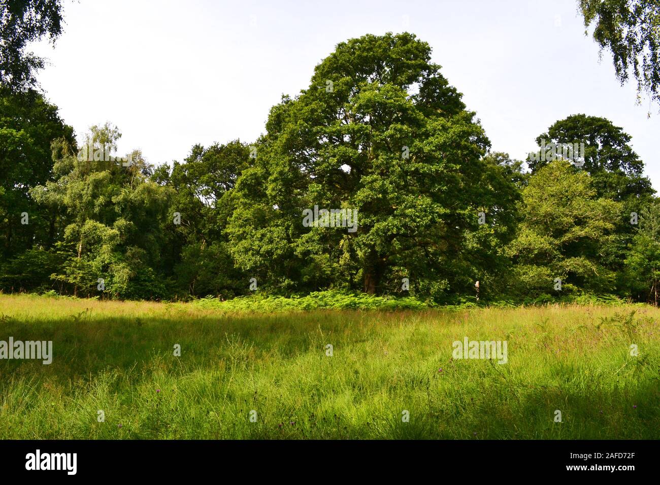 Heathfield hi-res stock photography and images - Alamy