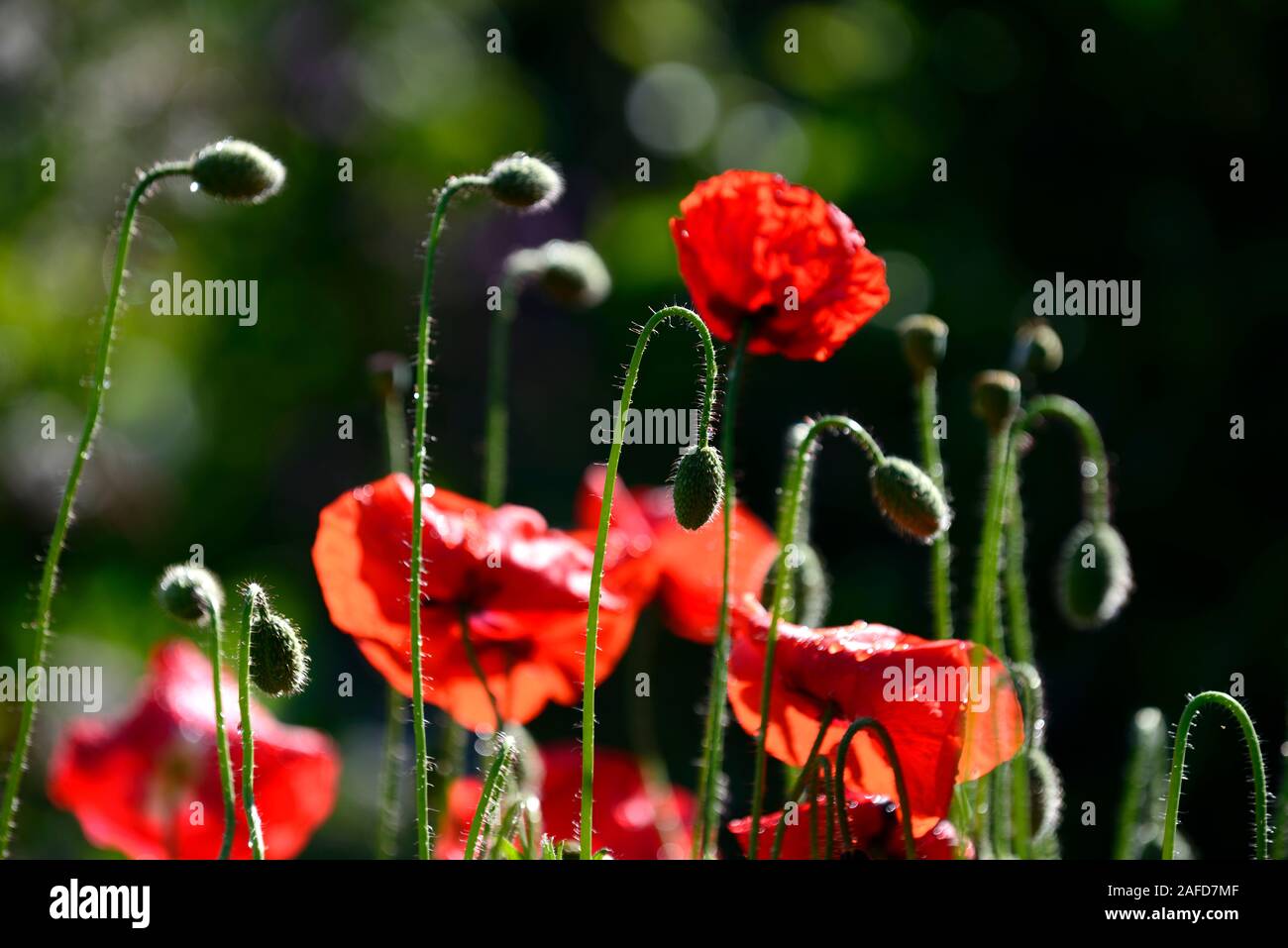 Backlit red poppy hi-res stock photography and images - Alamy
