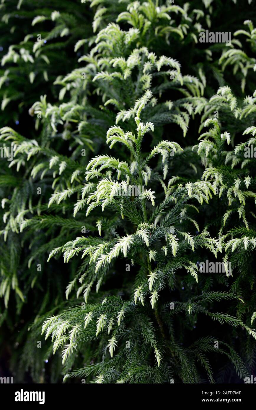 white tipped new growth conifer,evergreen,white tips,new growth ...