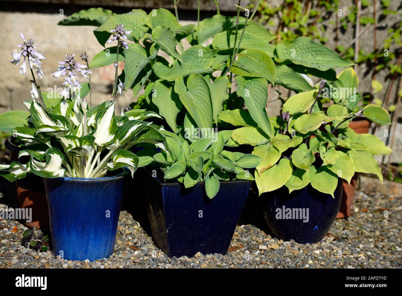 terracotta pots,containers,plant display,patio,hosta,hostas,foliage ...