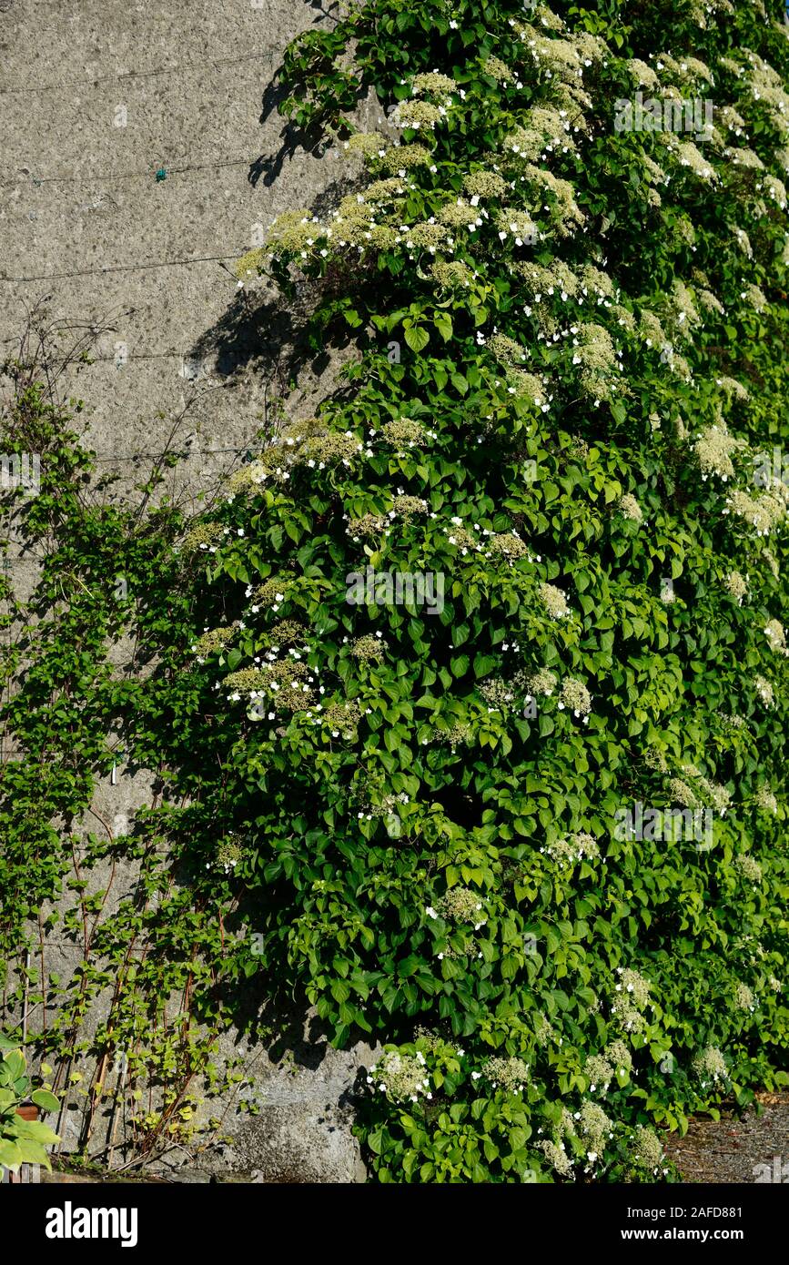 Climbing hydrangea hi-res stock photography and images - Alamy