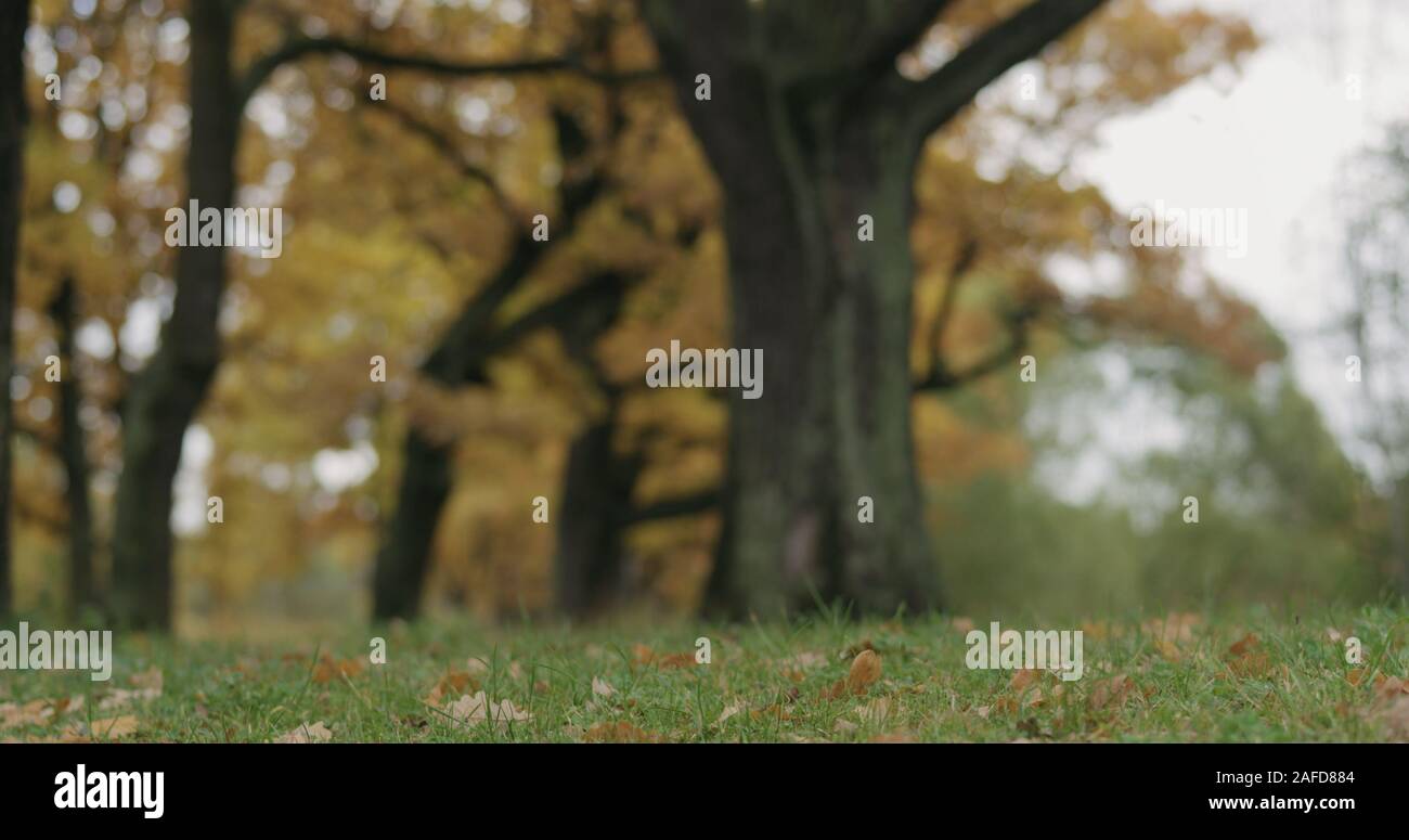 Closeup shot tree trunk fallen hi-res stock photography and images - Alamy