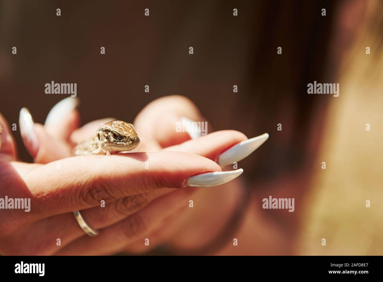 Lizard on woman's hand at sunny day outdoors. Conception of wildlife ...