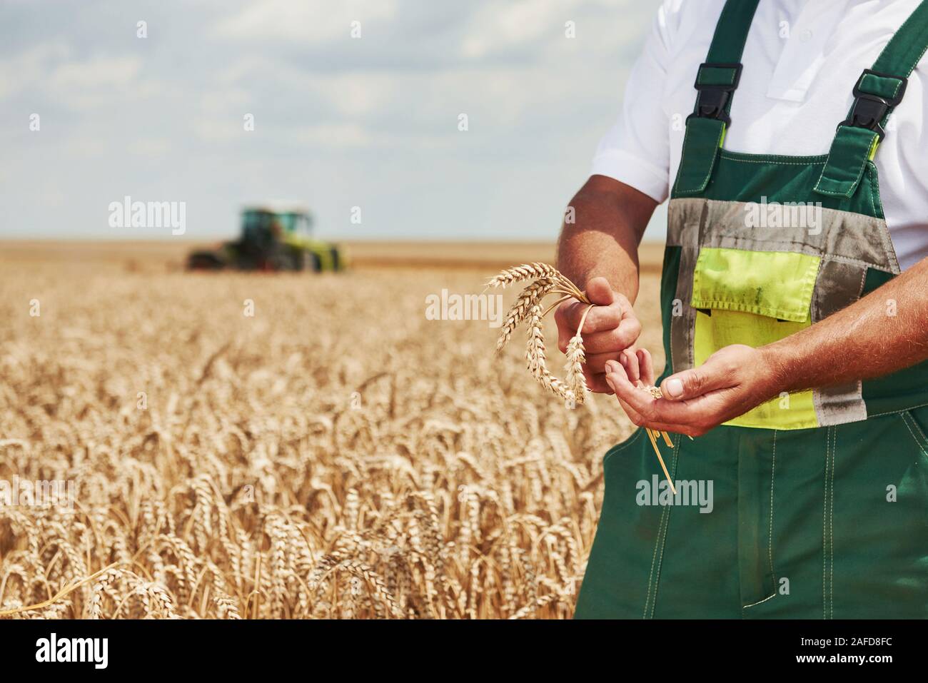 Worker in uniform stands in the filed and shows pod of wheat. Combine ...