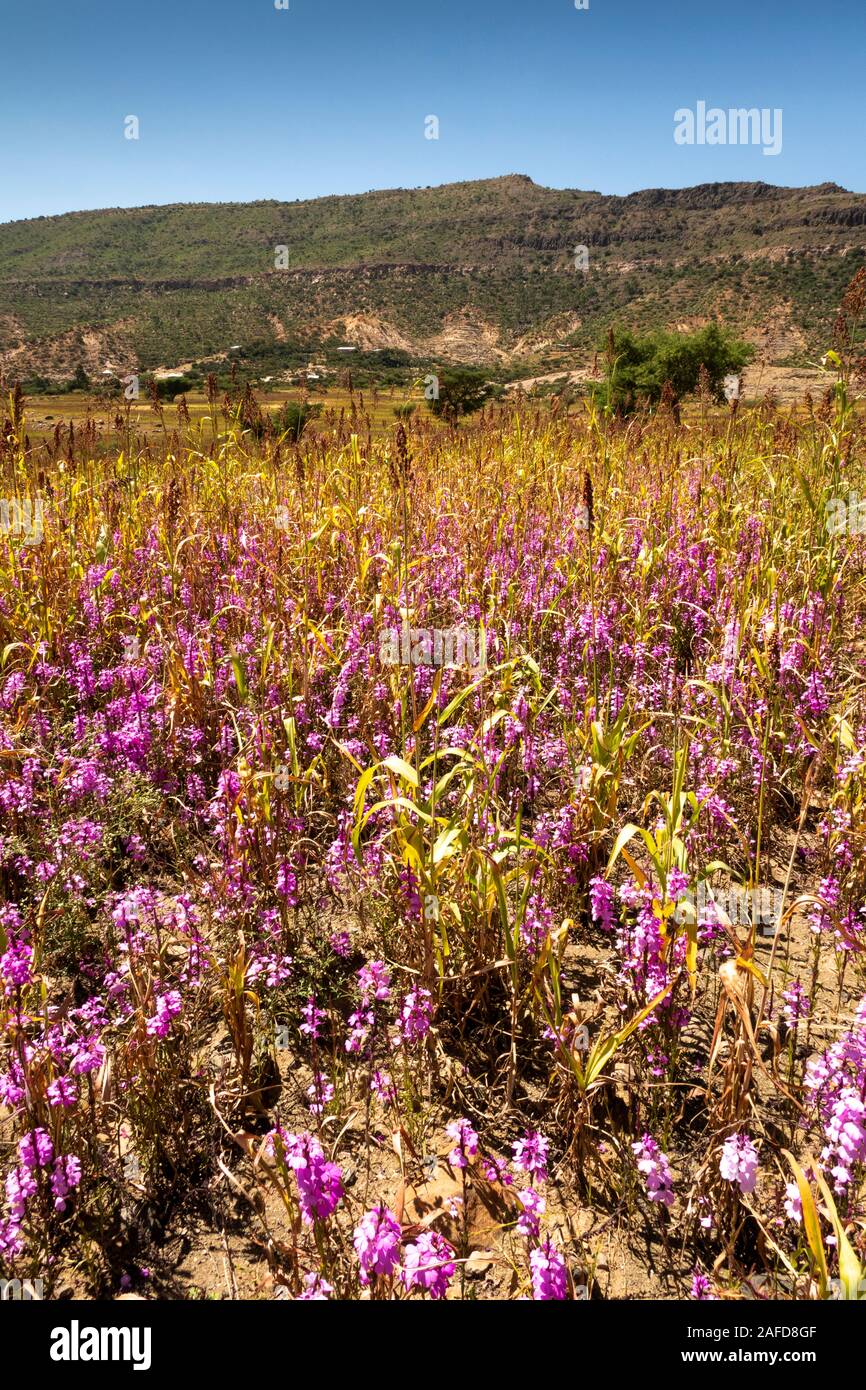 Ethiopian Flowers Stock Photos & Ethiopian Flowers Stock Images - Alamy