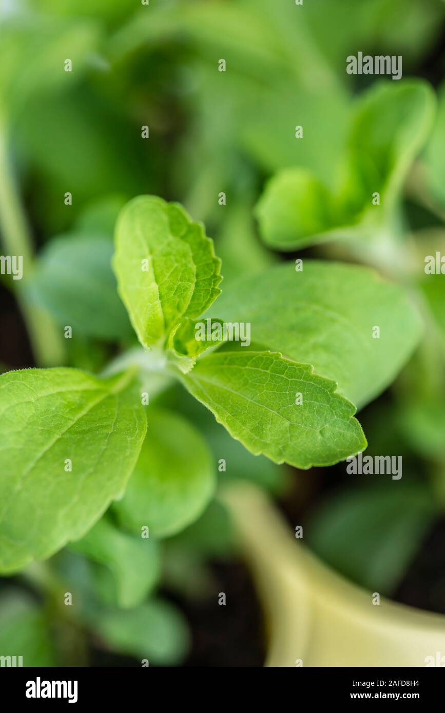 Sugar plant hi-res stock photography and images - Alamy