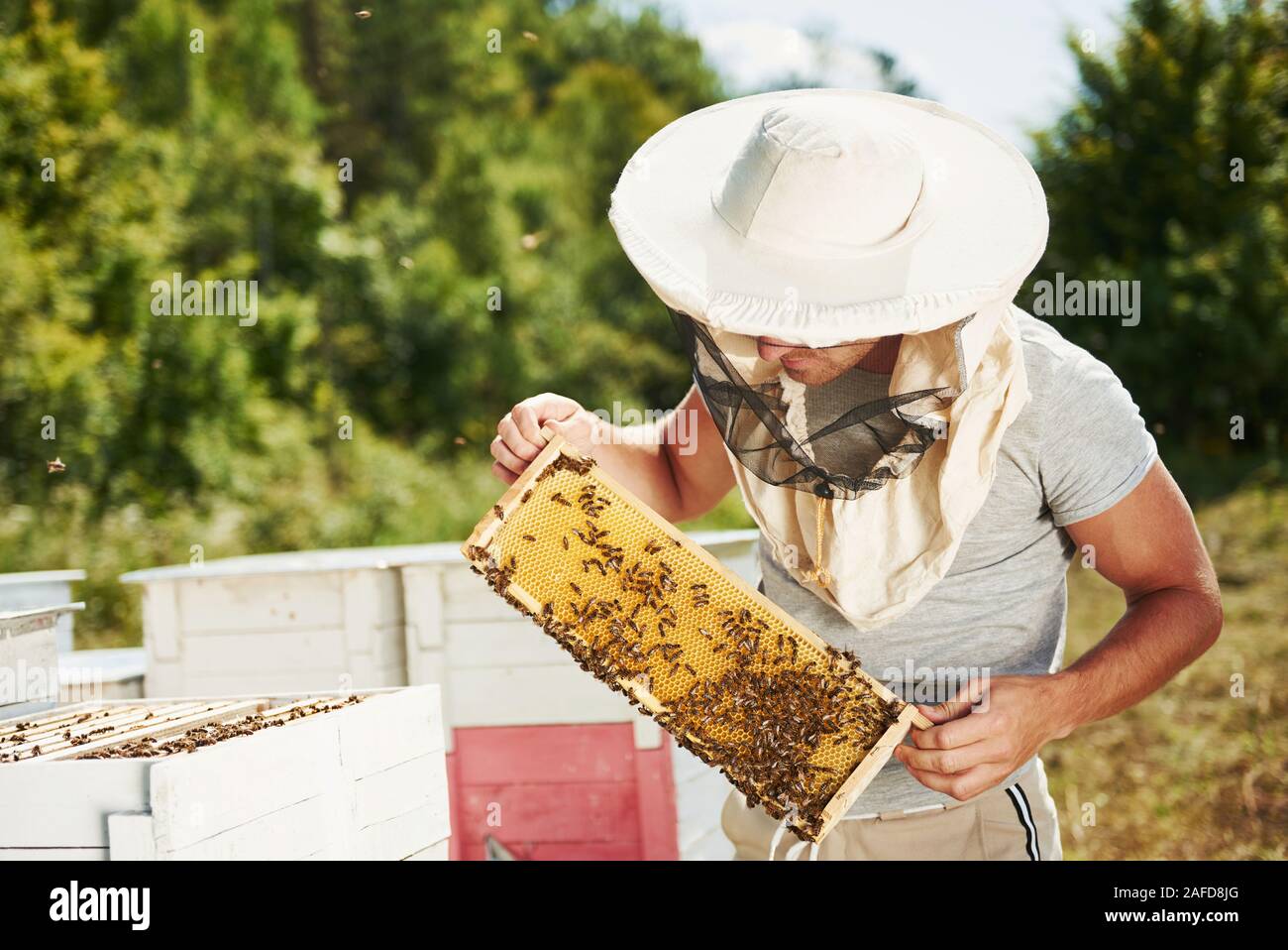 Beekeeper works with honeycomb full of bees outdoors at sunny day Stock ...