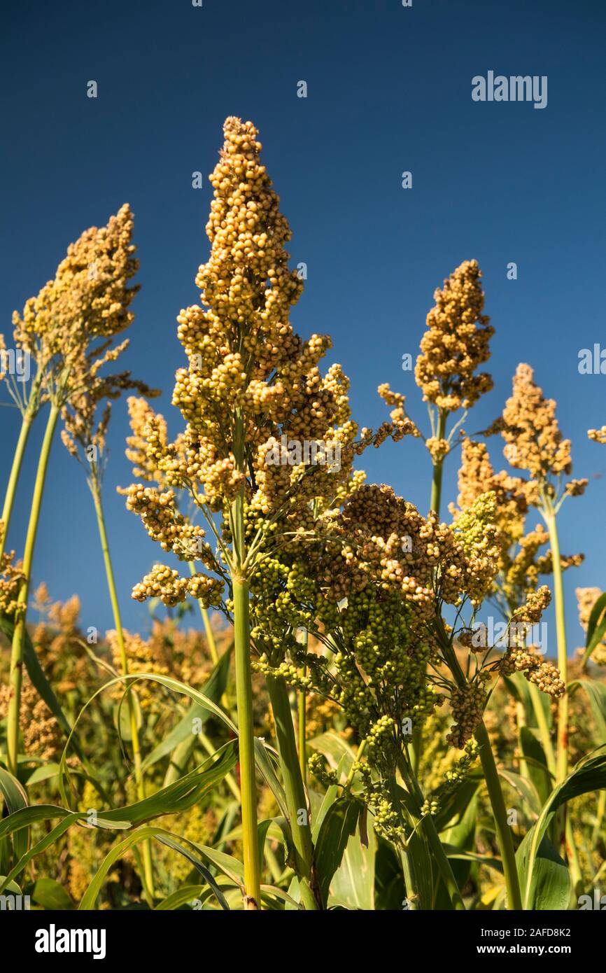 Ethiopia tigray agriculture hi-res stock photography and images - Alamy