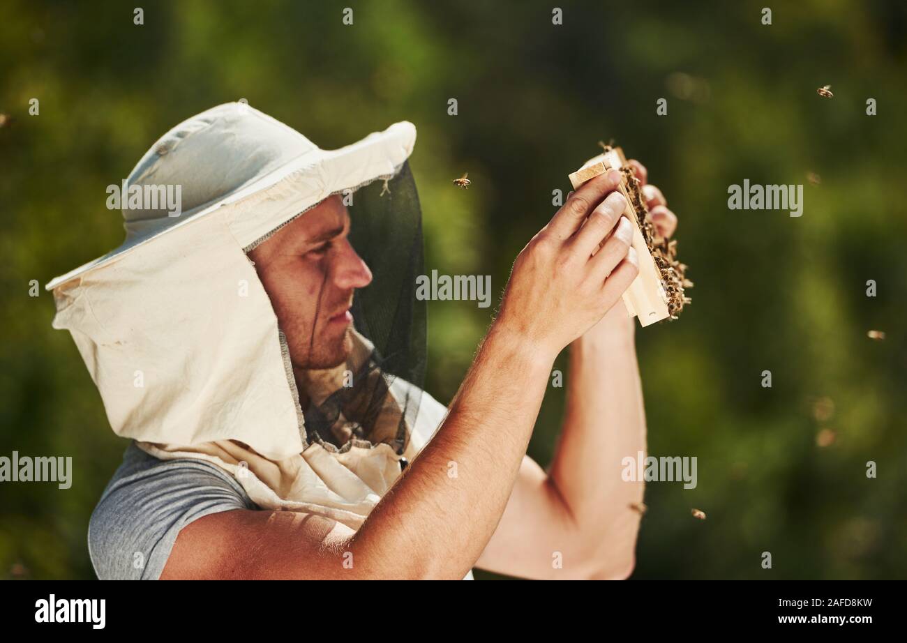 Beekeeper works honeycomb full bees hi-res stock photography and images ...