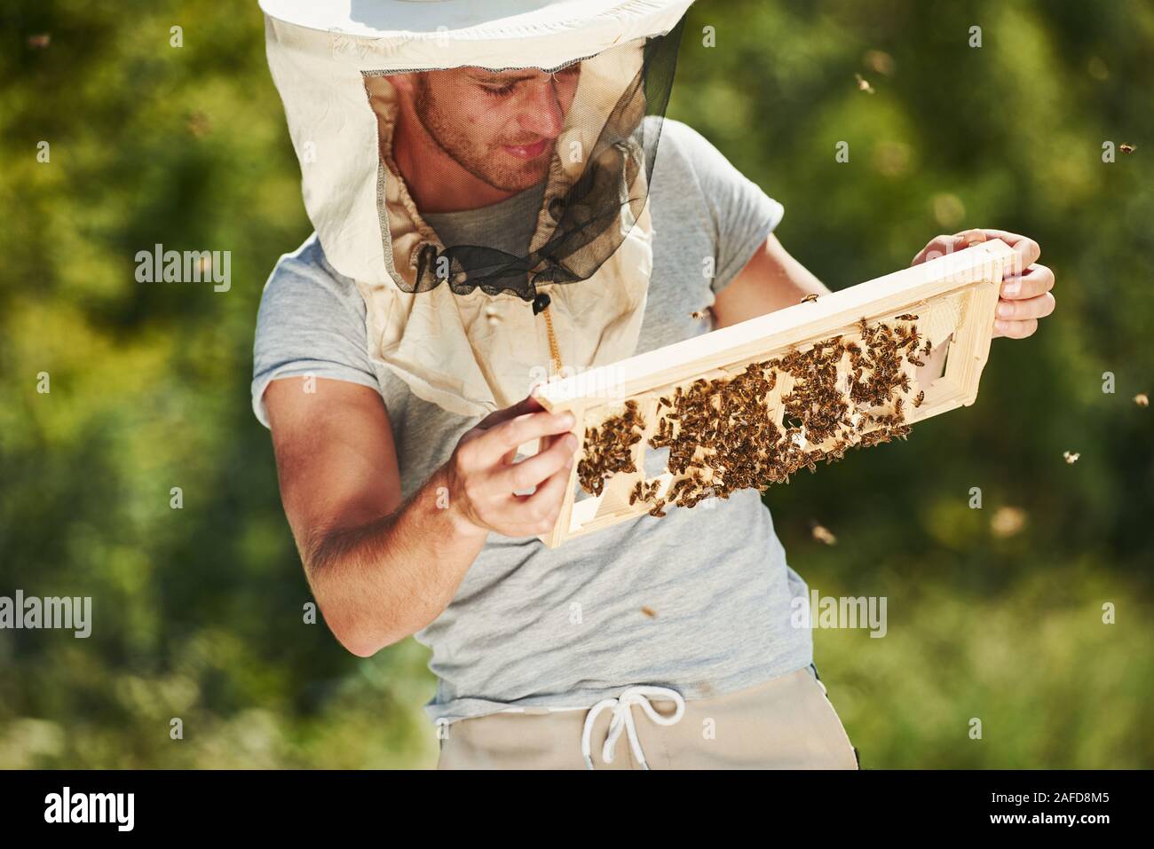 Green trees behind. Beekeeper works with honeycomb full of bees ...