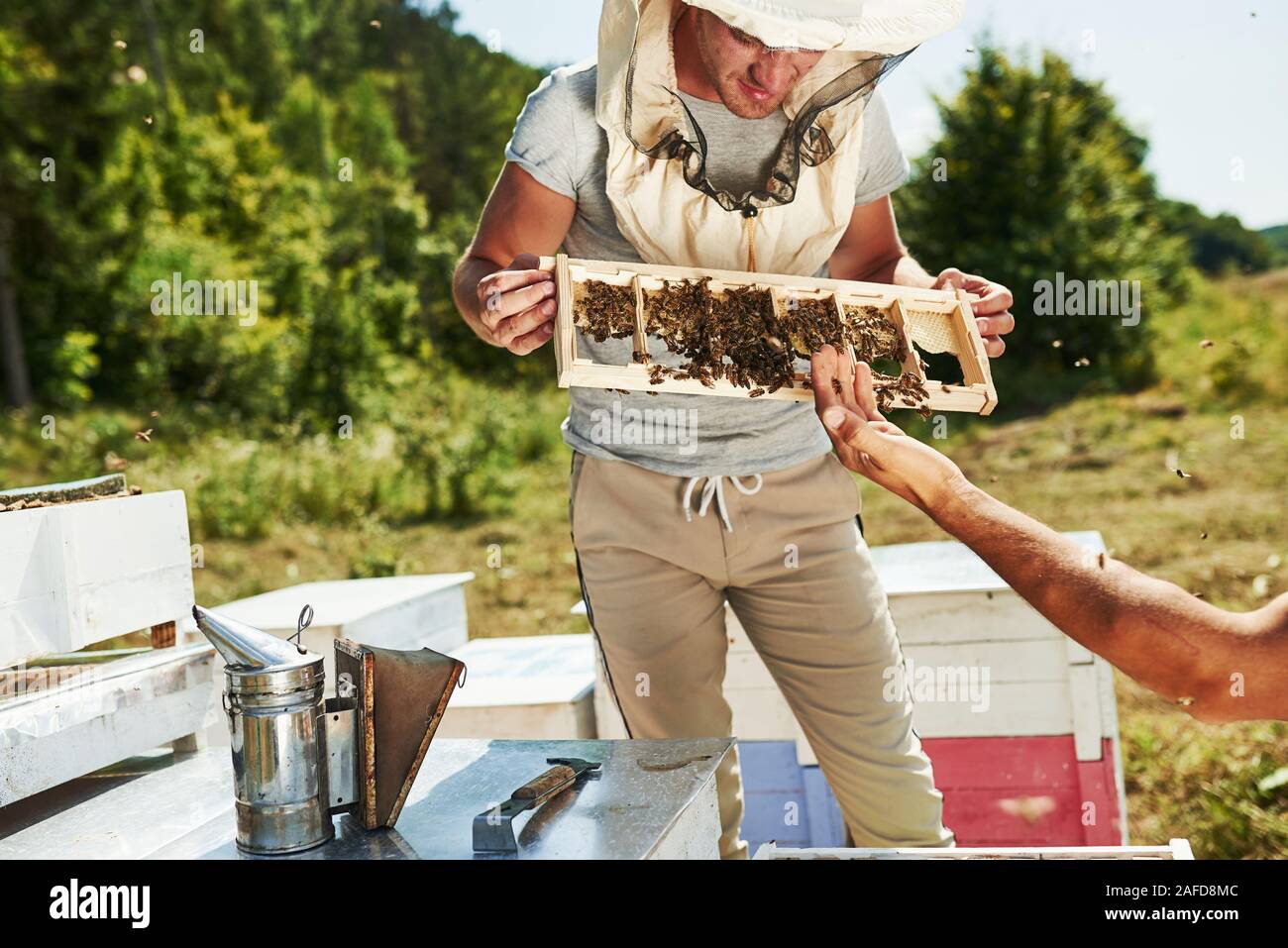 Two beekeepers works with honeycomb full of bees outdoors at sunny day ...