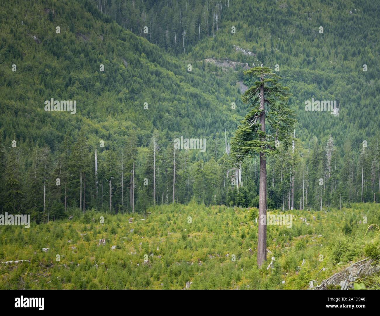 Clear cut forest hi-res stock photography and images - Alamy