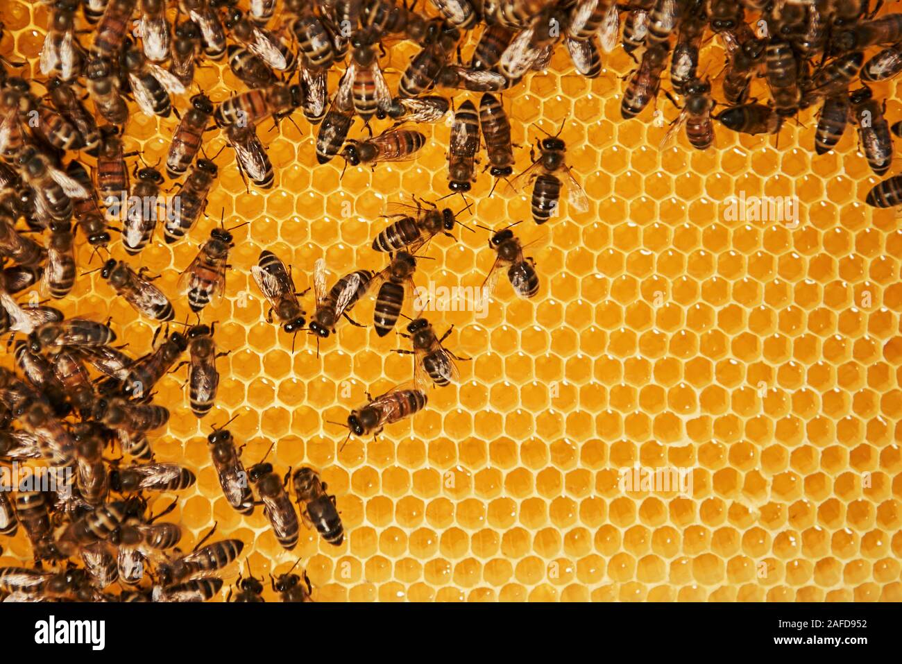 Detailed view of honeycomb full of bees. Conception of apiculture Stock ...