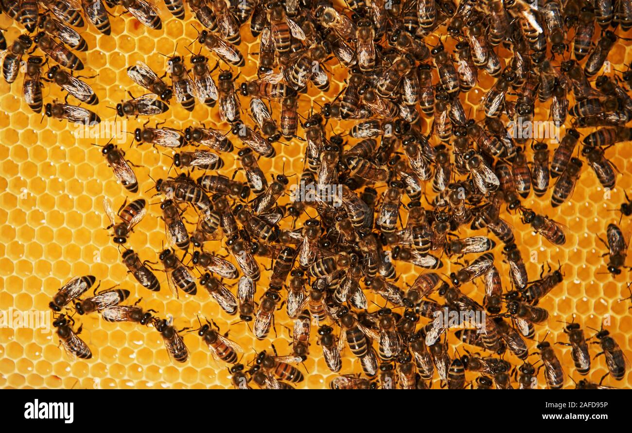 Detailed view of honeycomb full of bees. Conception of apiculture Stock ...