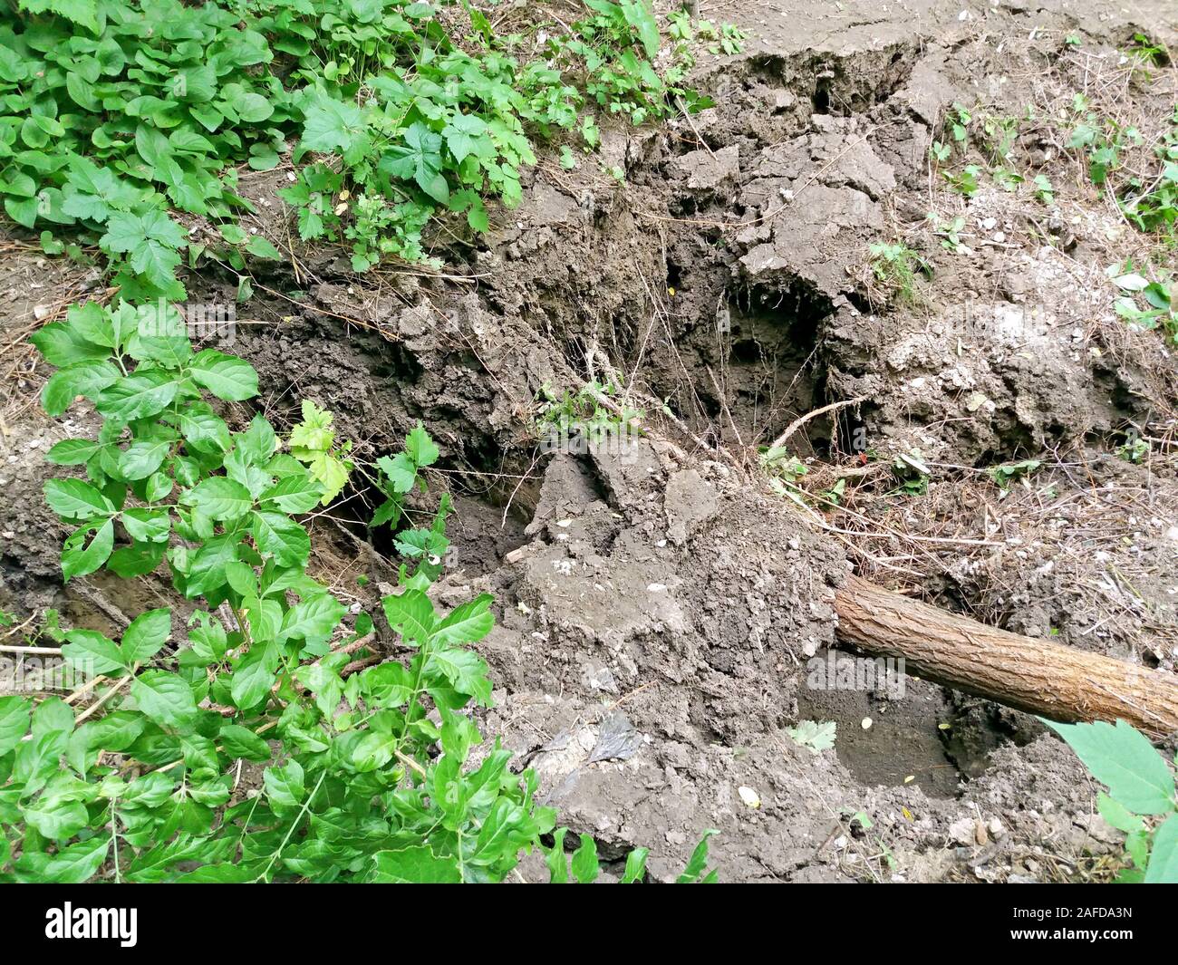 Landslides and fallen tree Stock Photo - Alamy