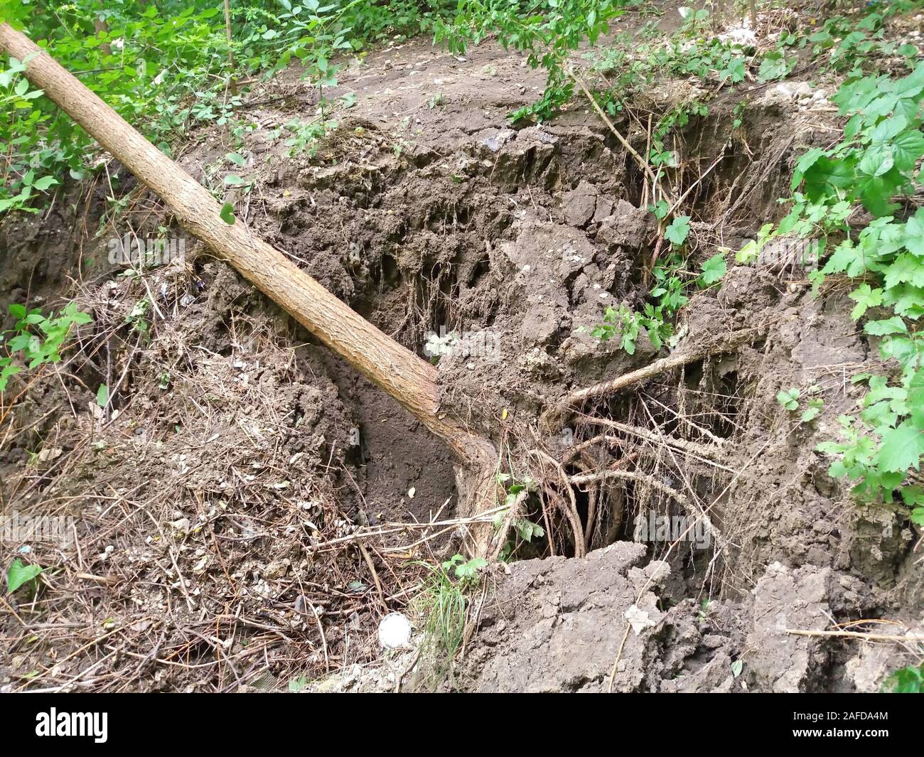 Landslides and fallen tree Stock Photo - Alamy