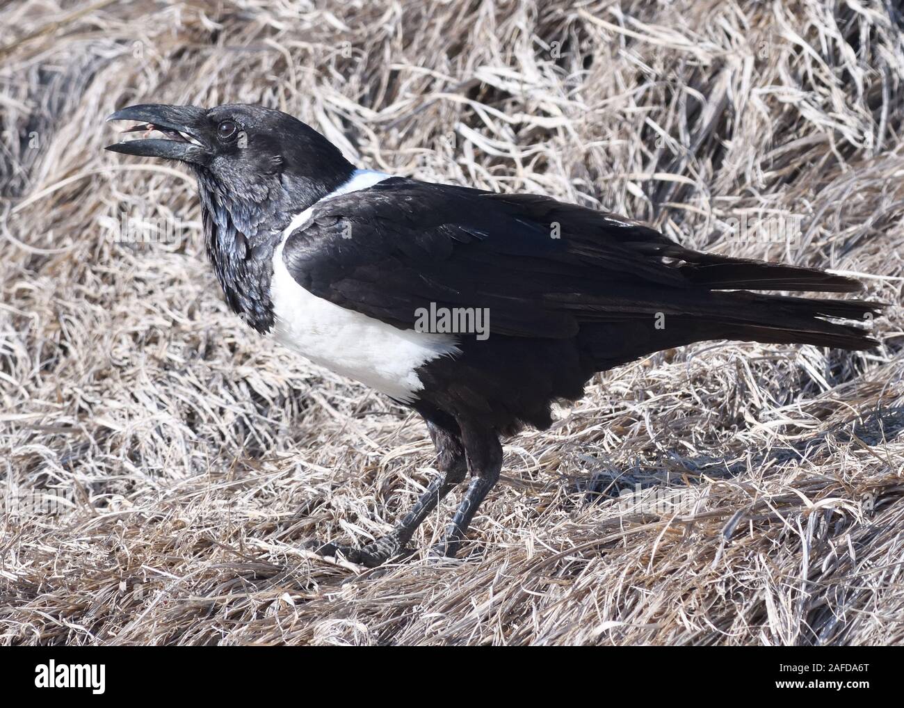 A pied crow (Corvus albus) calls from the thatched roof of a Maasai ...