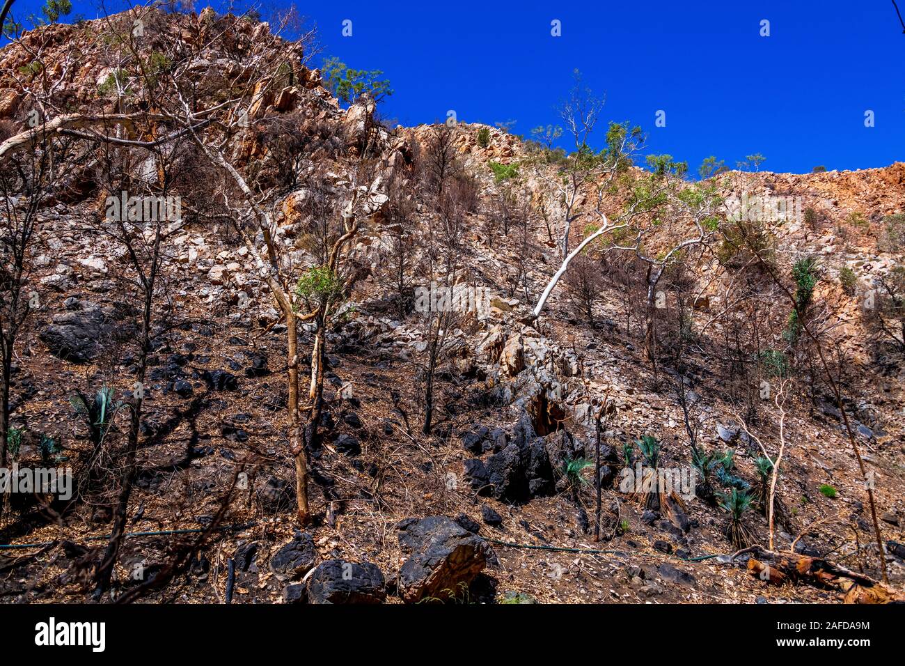 Bushfire wildfire regeneration regrowth hi-res stock photography and ...