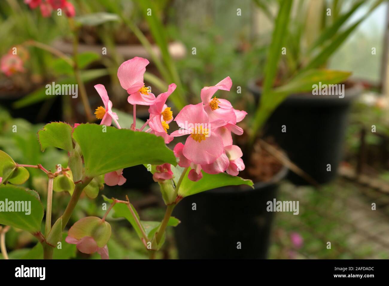 Beautiful shot colorful flowers hi-res stock photography and images - Alamy