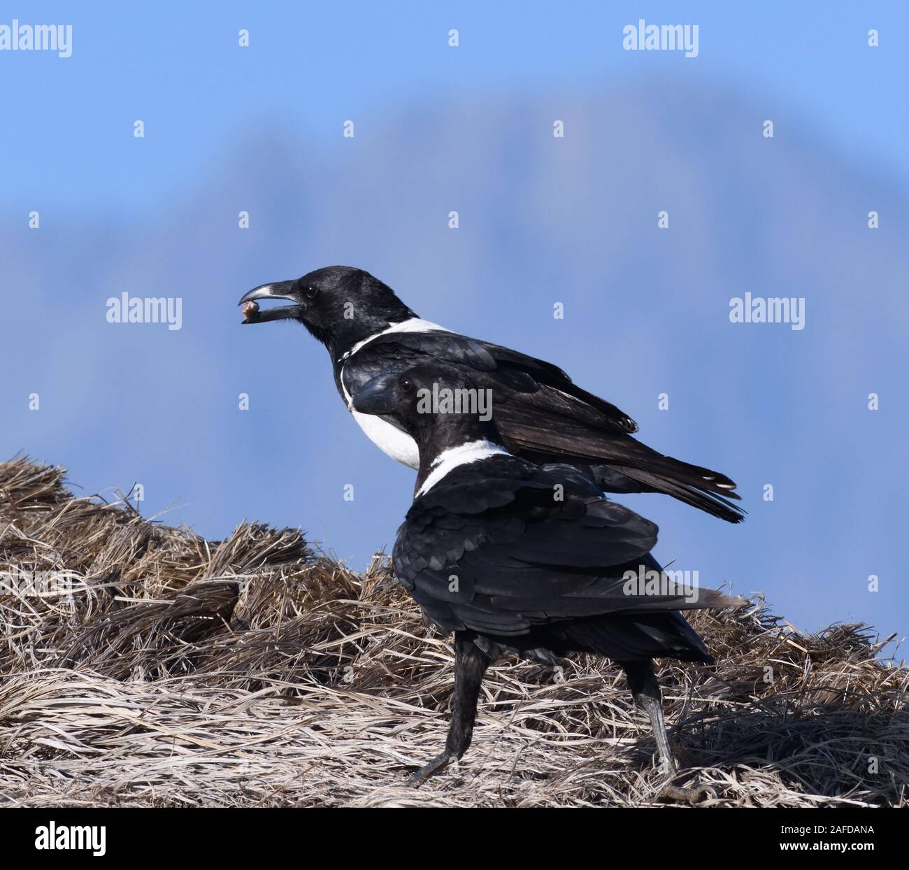 Thatch roof and bird hi-res stock photography and images - Alamy