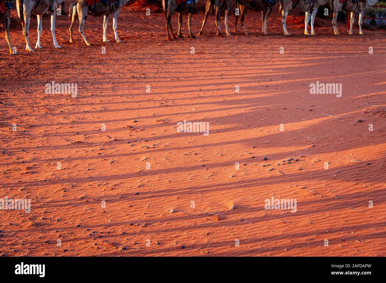 A silhouette of a camel sunset tour in the Australian outback. Uluru ...