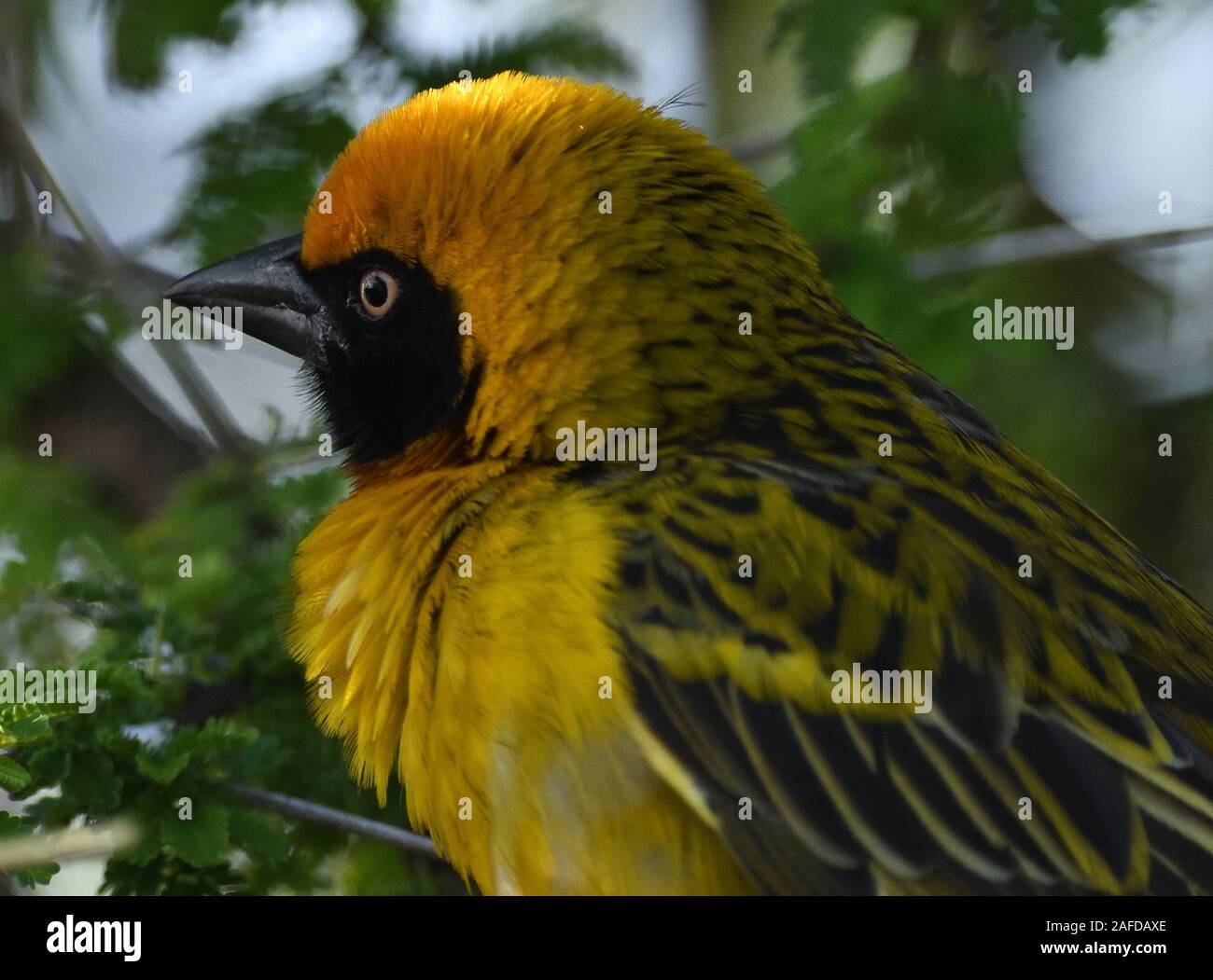 Close up portrait of a male Speke's weaver (Ploceus spekei) at its ...
