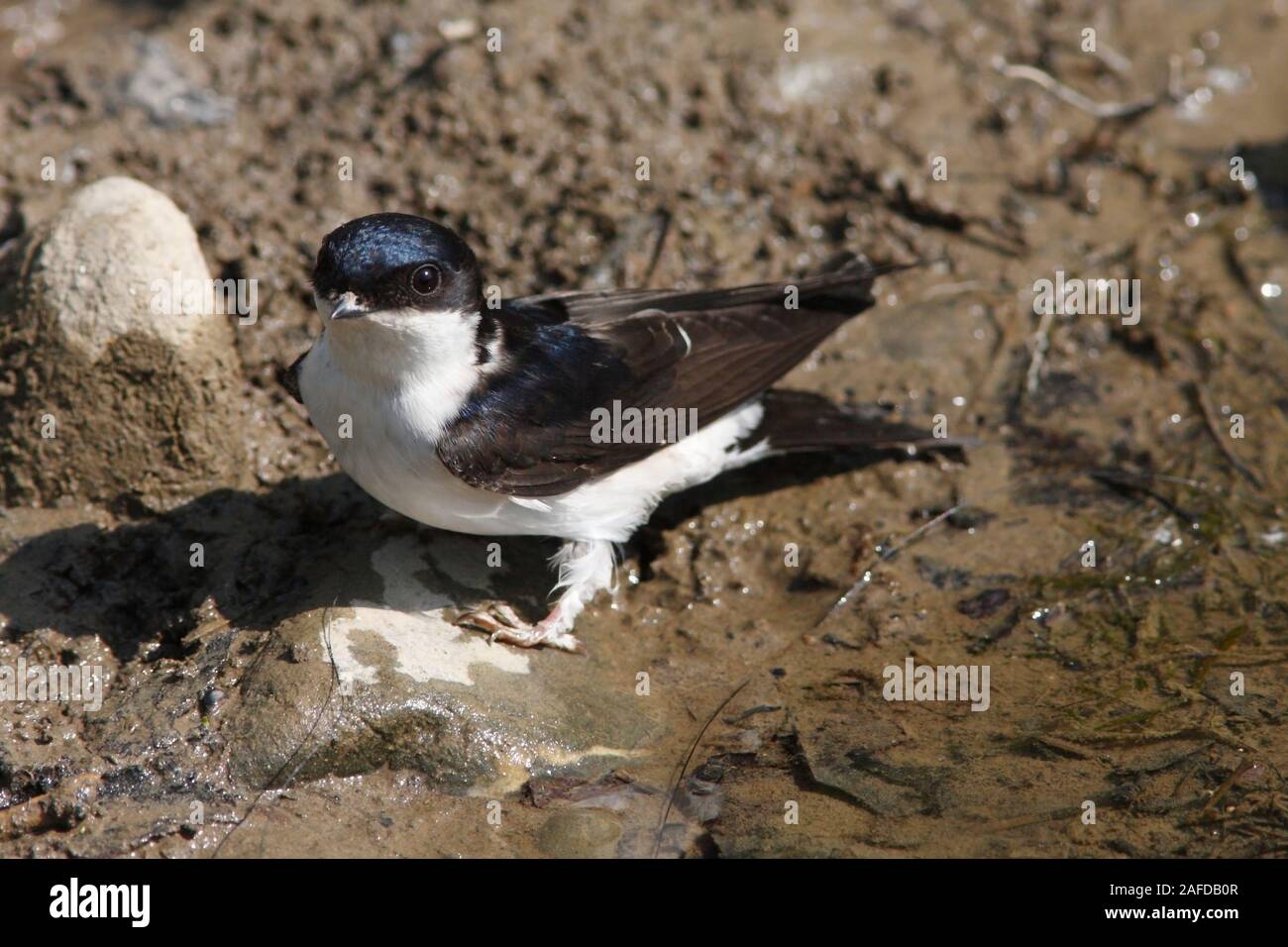 HOUSE MARTIN, UK Stock Photo - Alamy