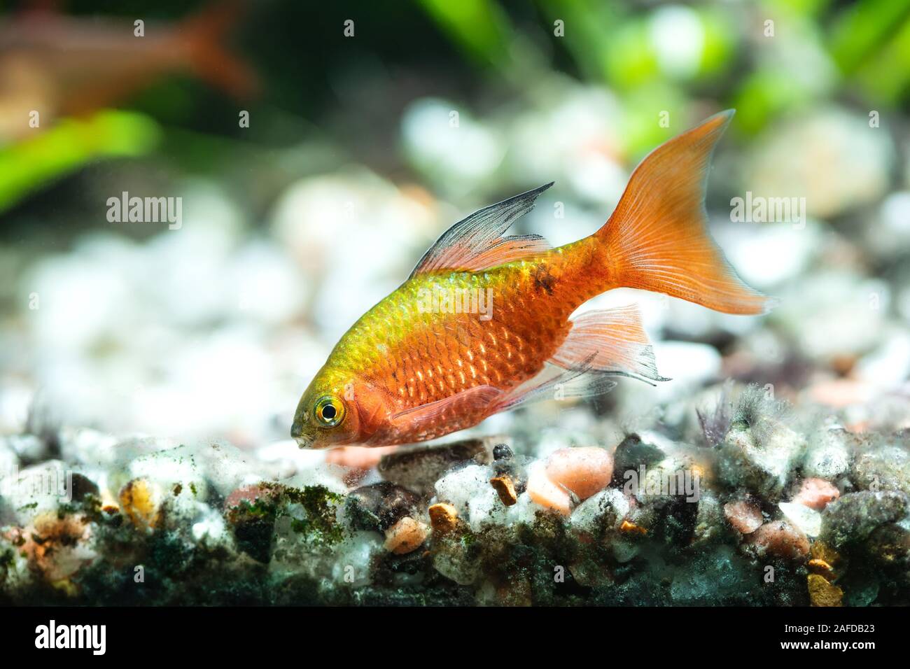 Conchonius hi-res stock photography and images - Alamy
