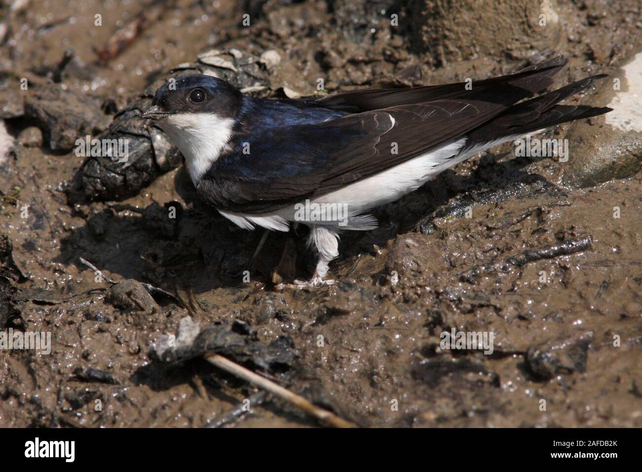 House martins uk hi-res stock photography and images - Alamy