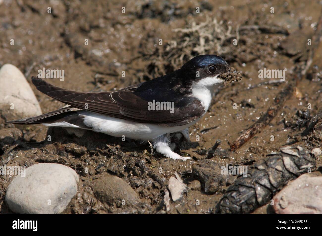 House martin bird hi-res stock photography and images - Alamy