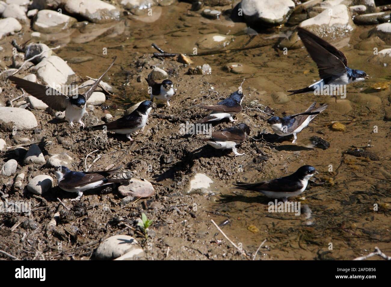 Flying common house martin hi-res stock photography and images - Alamy