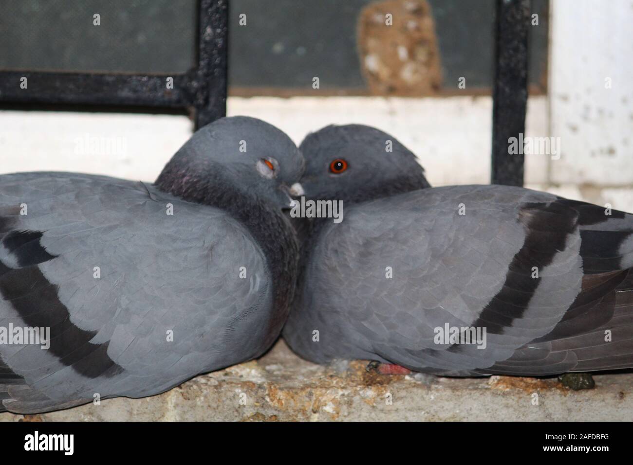 Pigeon love each other hi-res stock photography and images - Alamy