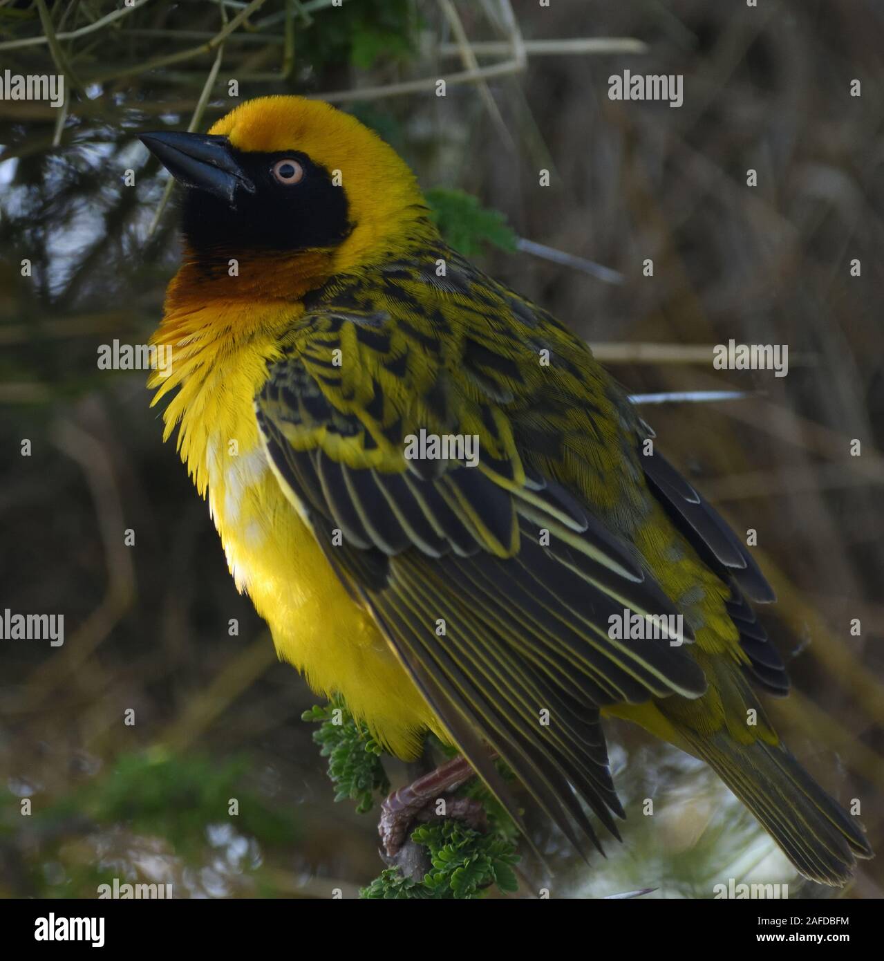 Weaverbird hi-res stock photography and images - Alamy