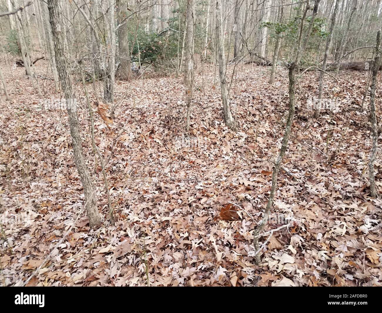 civil war trench in forest with brown oak tree leaves Stock Photo - Alamy