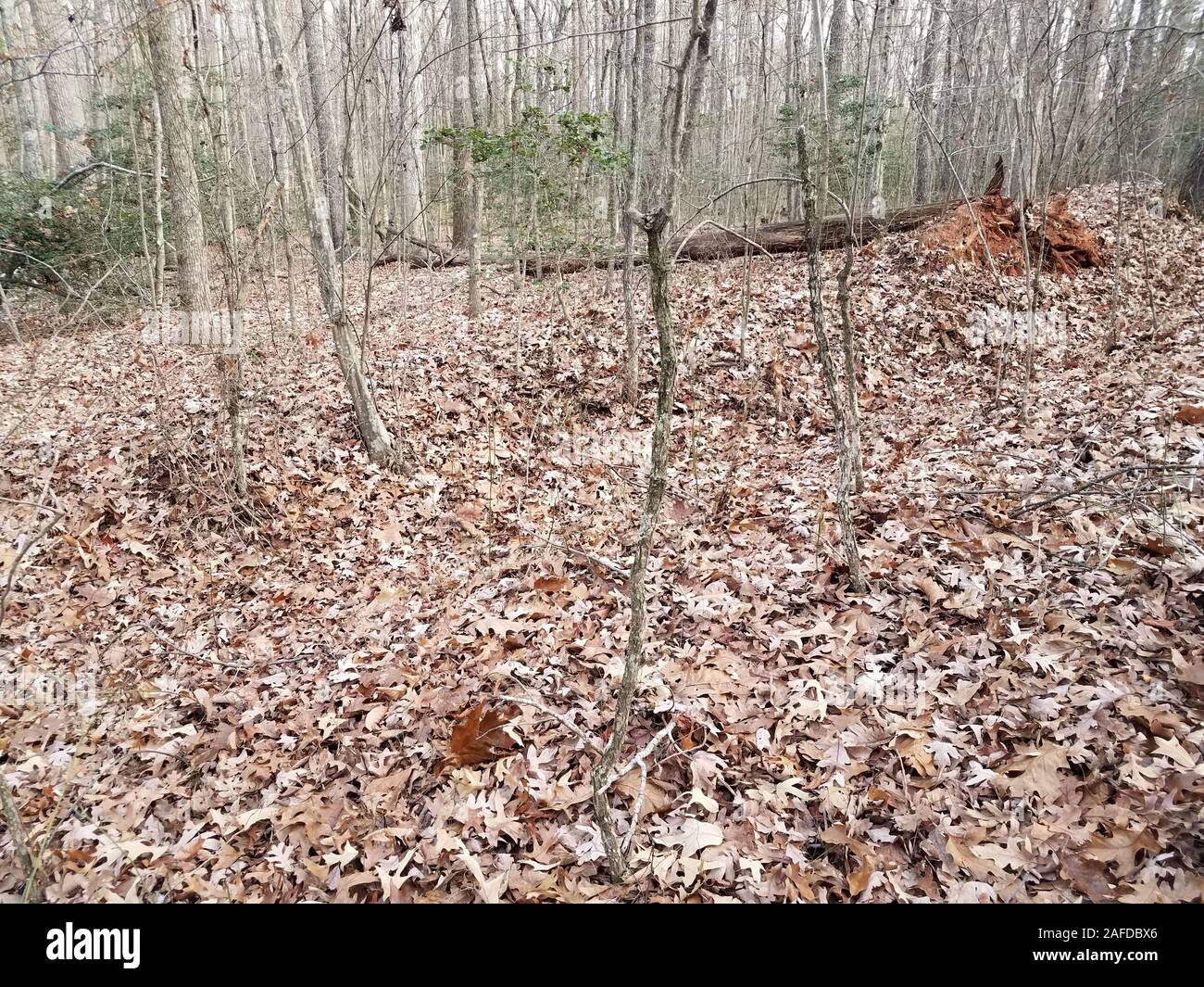 civil war trench in forest with brown oak tree leaves Stock Photo - Alamy