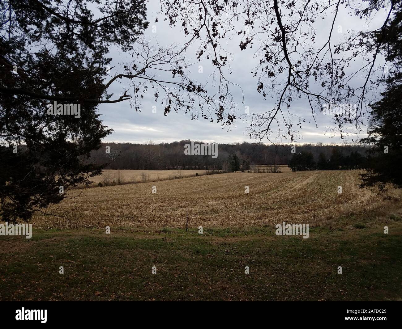 green grass or lawn or yard and brown corn field Stock Photo - Alamy