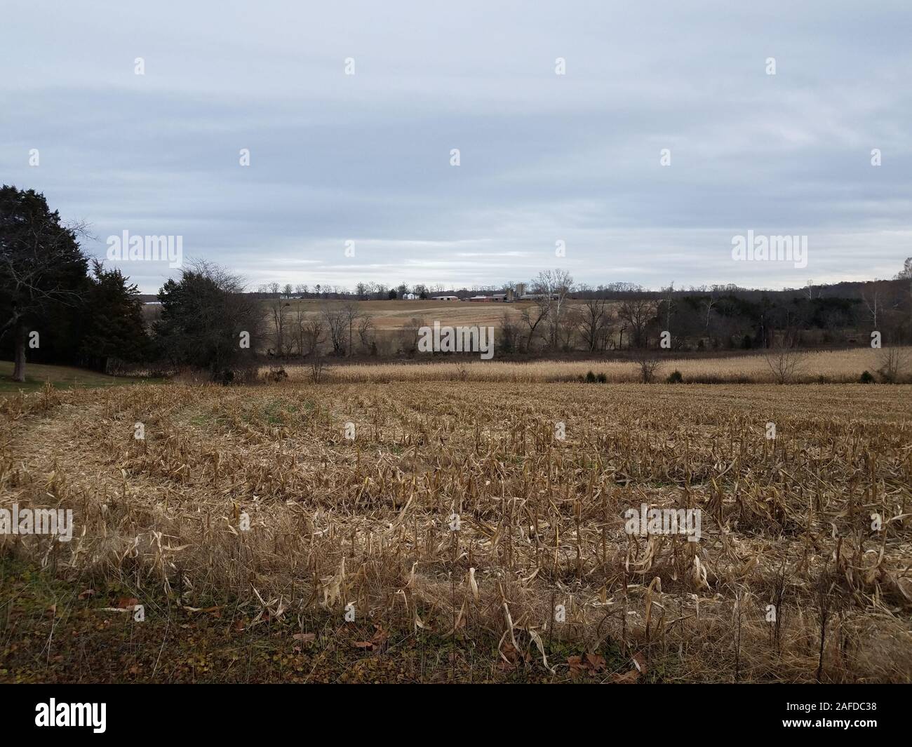 brown corn field crops and trees on farm Stock Photo - Alamy