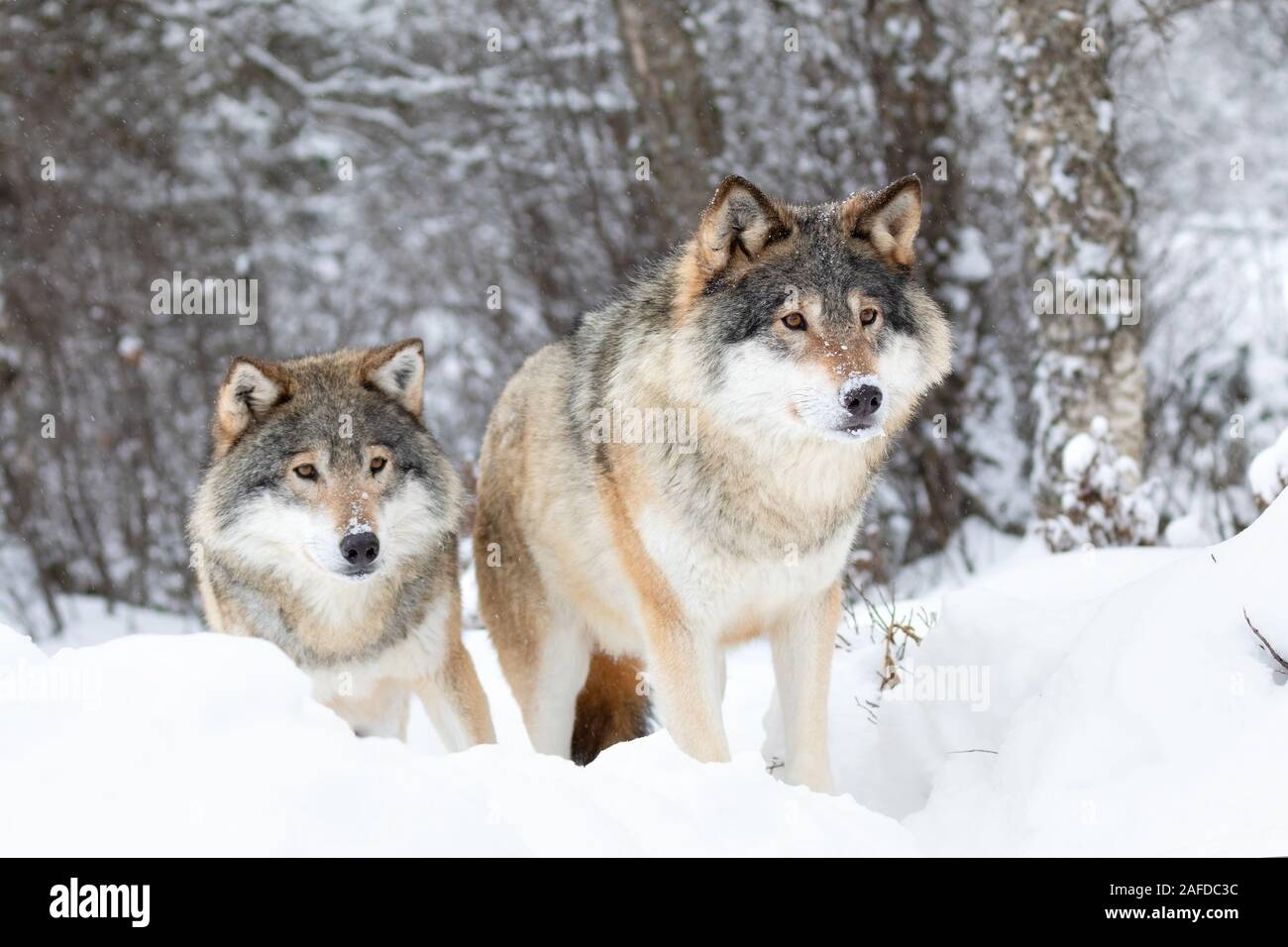 Wolf forest two hi-res stock photography and images - Alamy