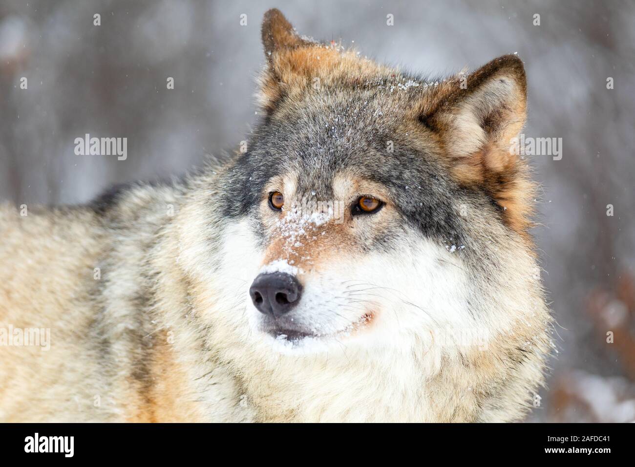 Close-up portrait of a magnificent wolf in the cold winter Stock Photo ...