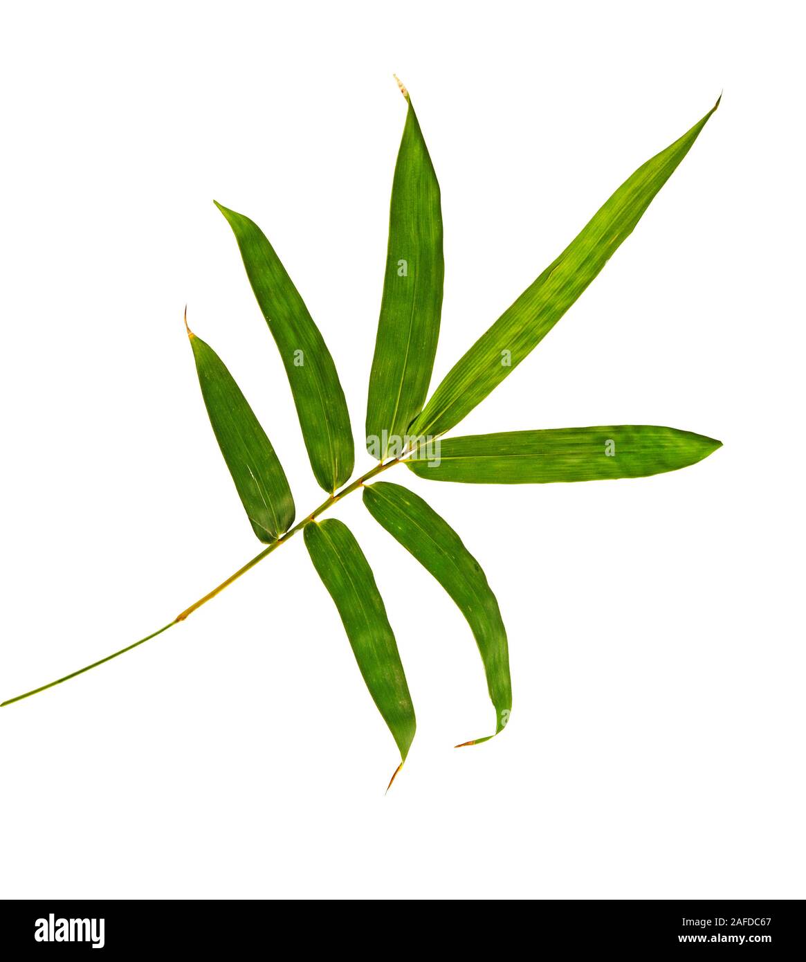 Bamboo isolated on white background Stock Photo - Alamy