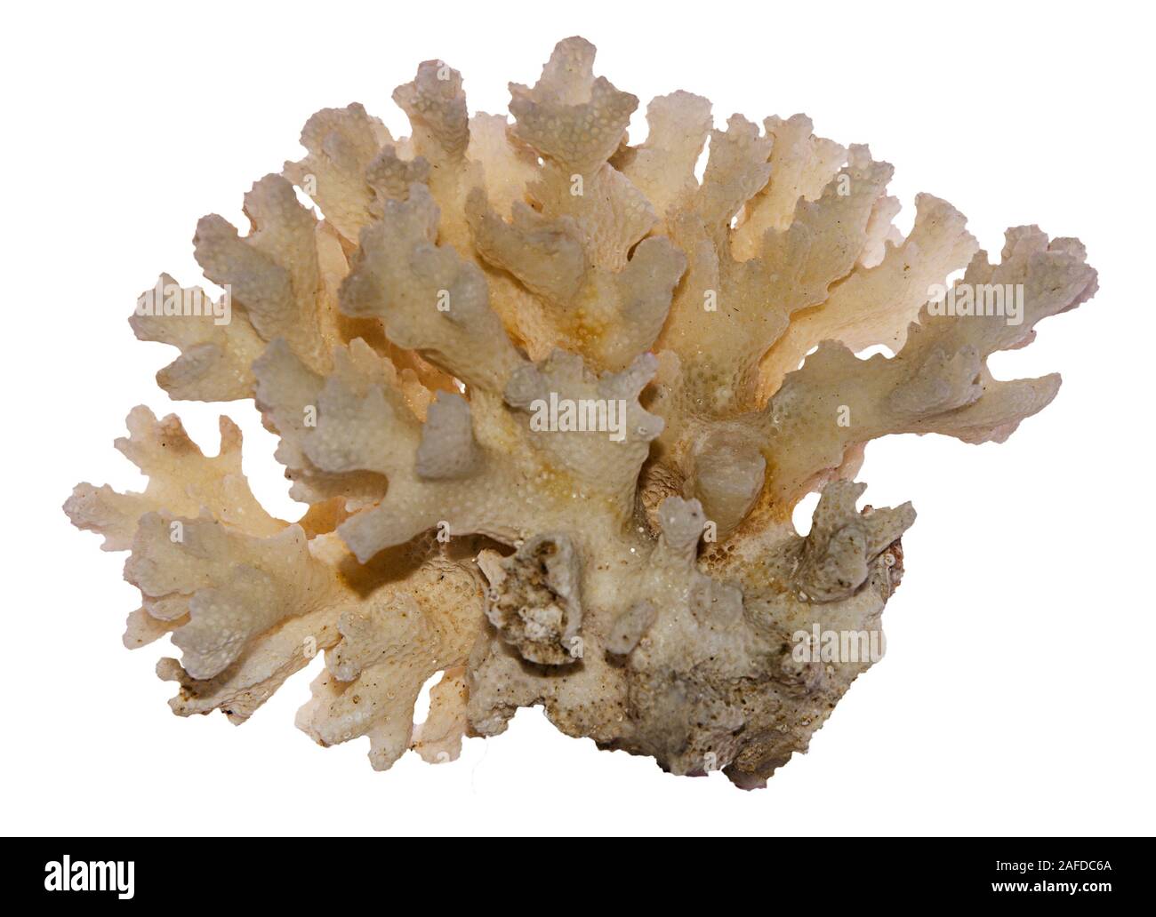 coral isolated on white background Stock Photo - Alamy