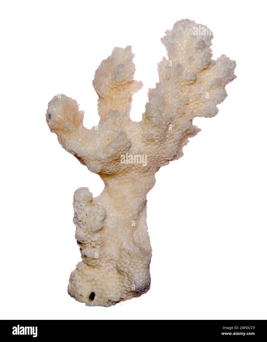 Close up of coral Stock Photo - Alamy