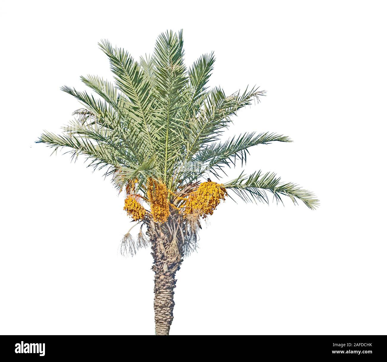 Date palm trunk Cut Out Stock Images & Pictures - Alamy