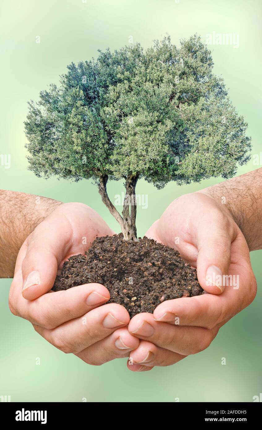 Hand Planting An Olive Tree High Resolution Stock Photography and ...