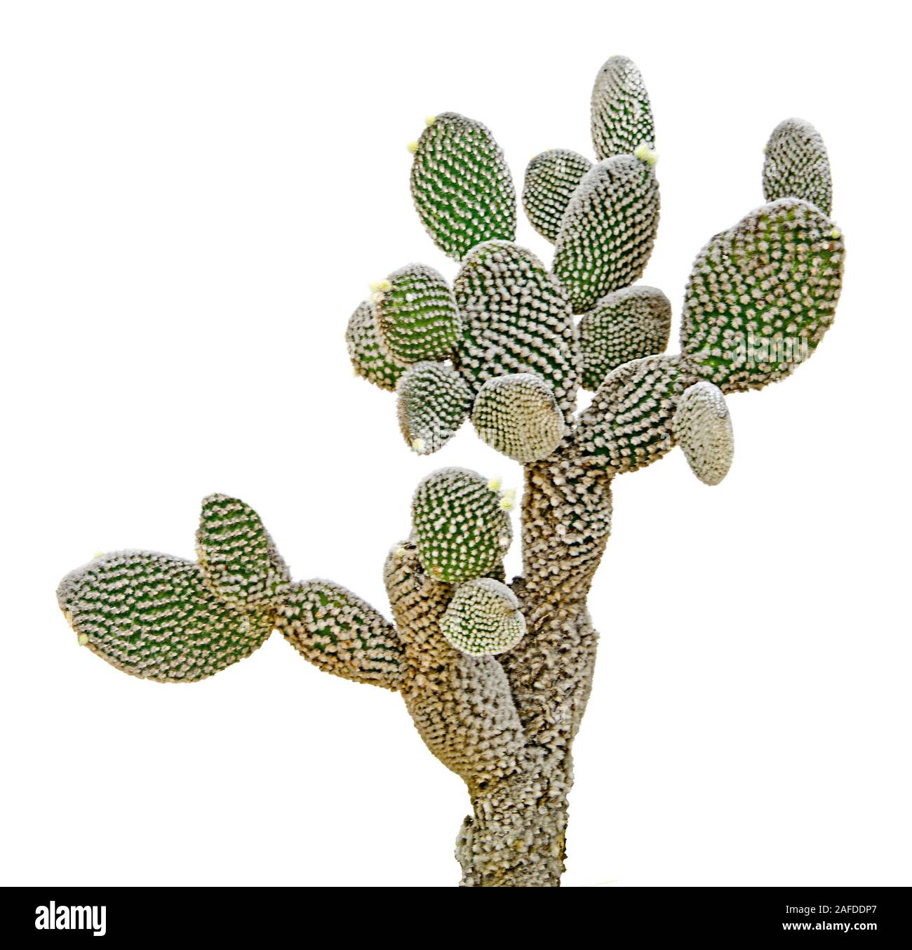 cactus isolated on white background Stock Photo - Alamy